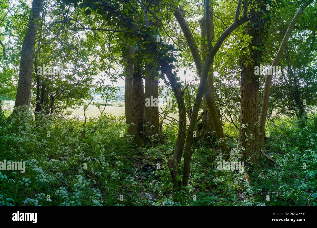 Striking intimate portraits of Woodland textures in appropriate light ...