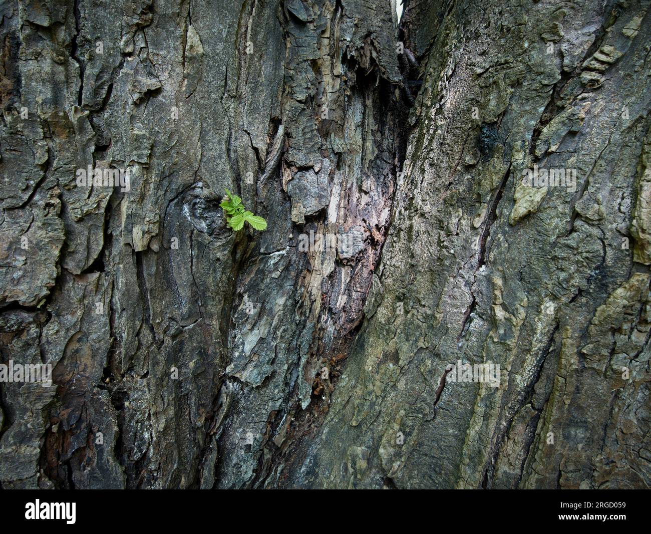 Striking intimate portraits of Woodland textures in appropriate light ...