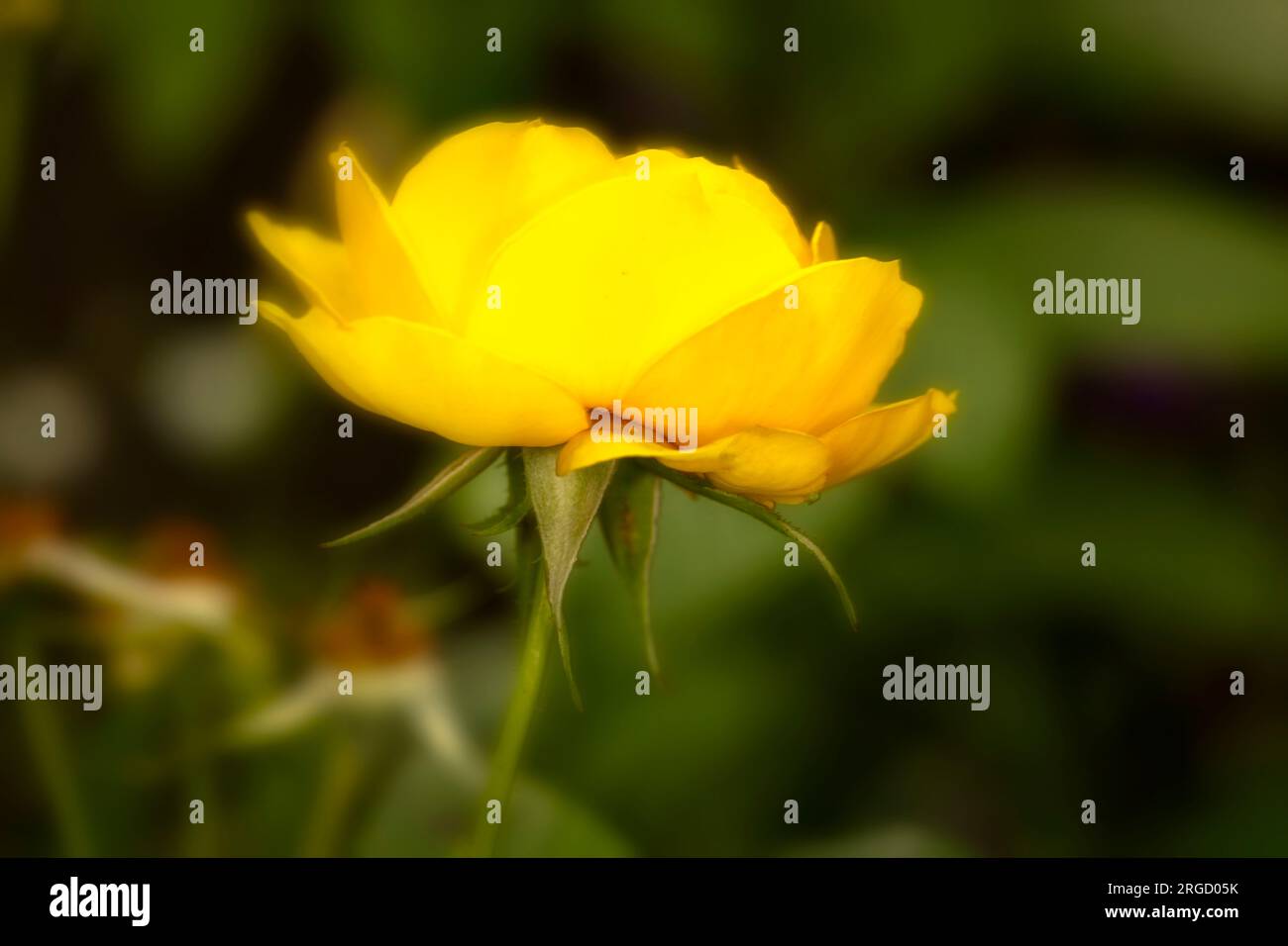 Single glowing yellow rose bloom showing natural patterns. Close up ...