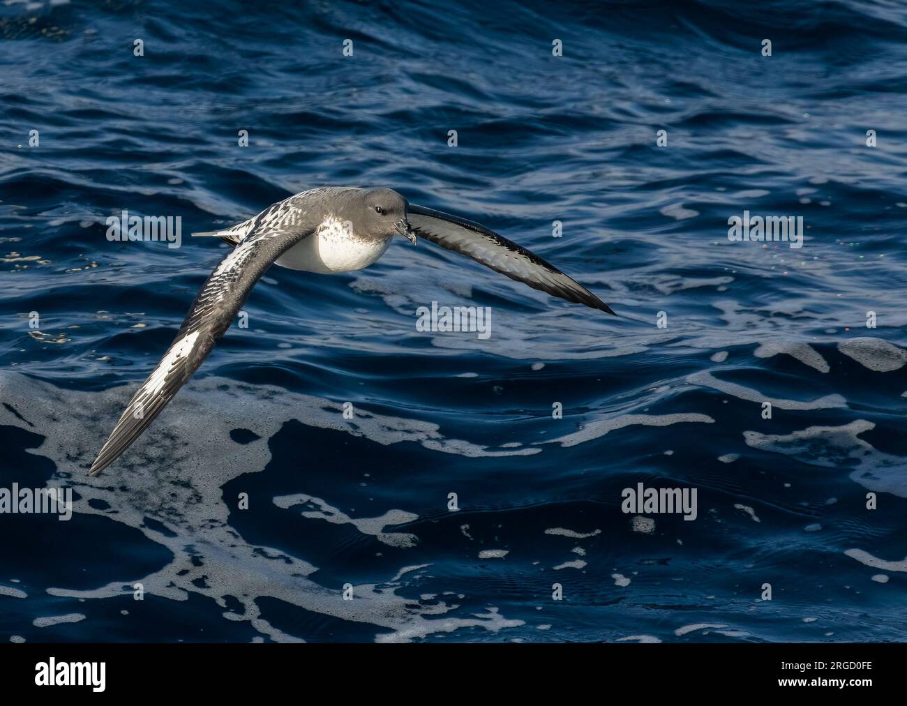 Petrel pintado hi-res stock photography and images - Alamy