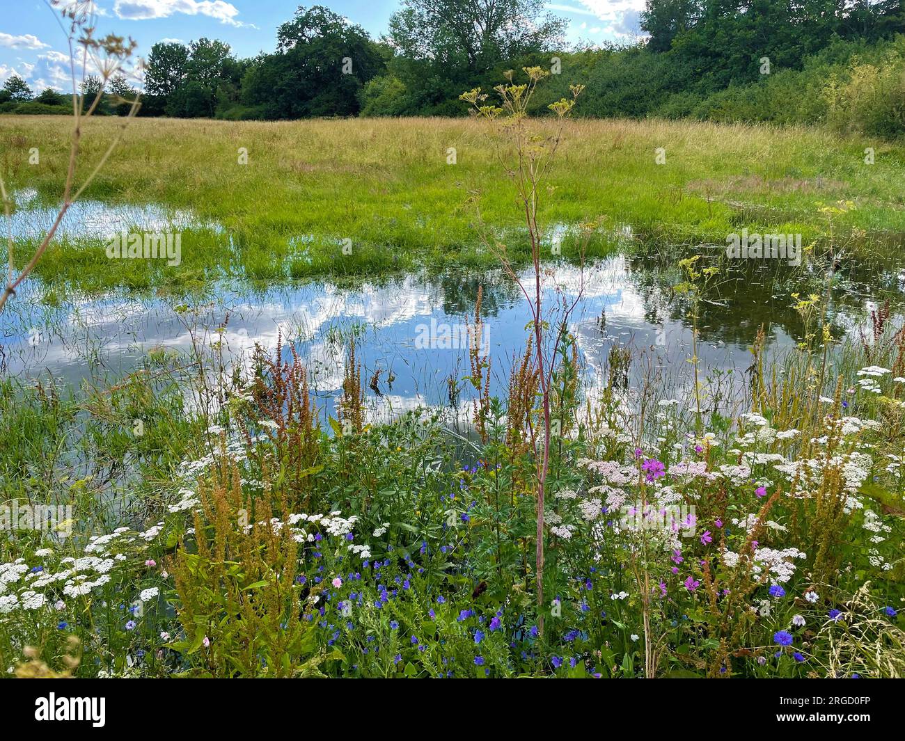 WATER MEADOW Photo: Tony Gale Stock Photo - Alamy