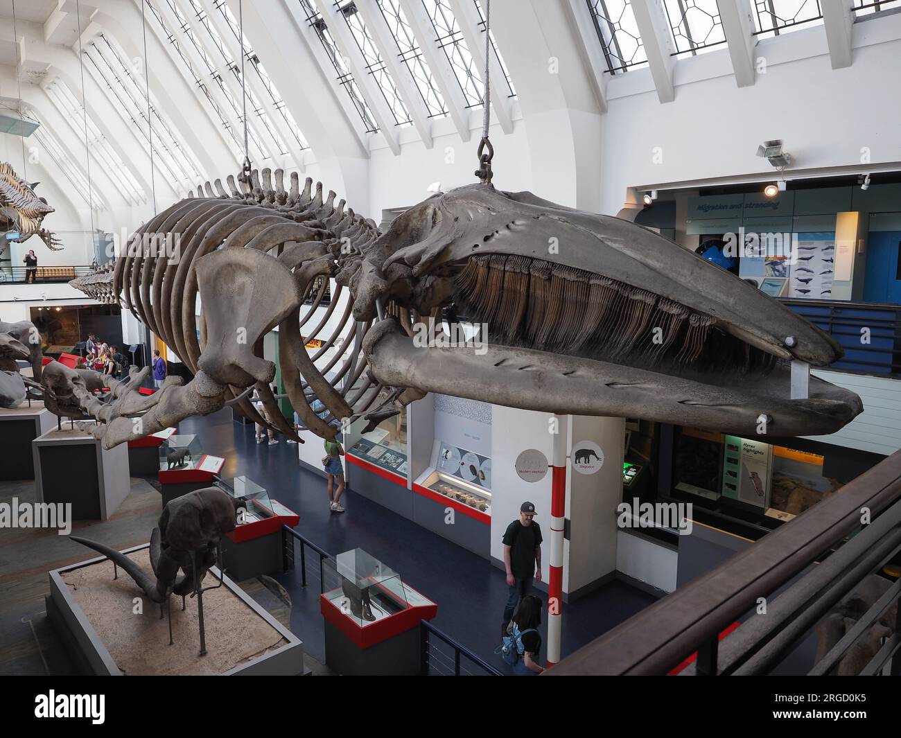LONDON, UK - JUNE 09, 2023: Grey whale skeleton at the Natural History ...