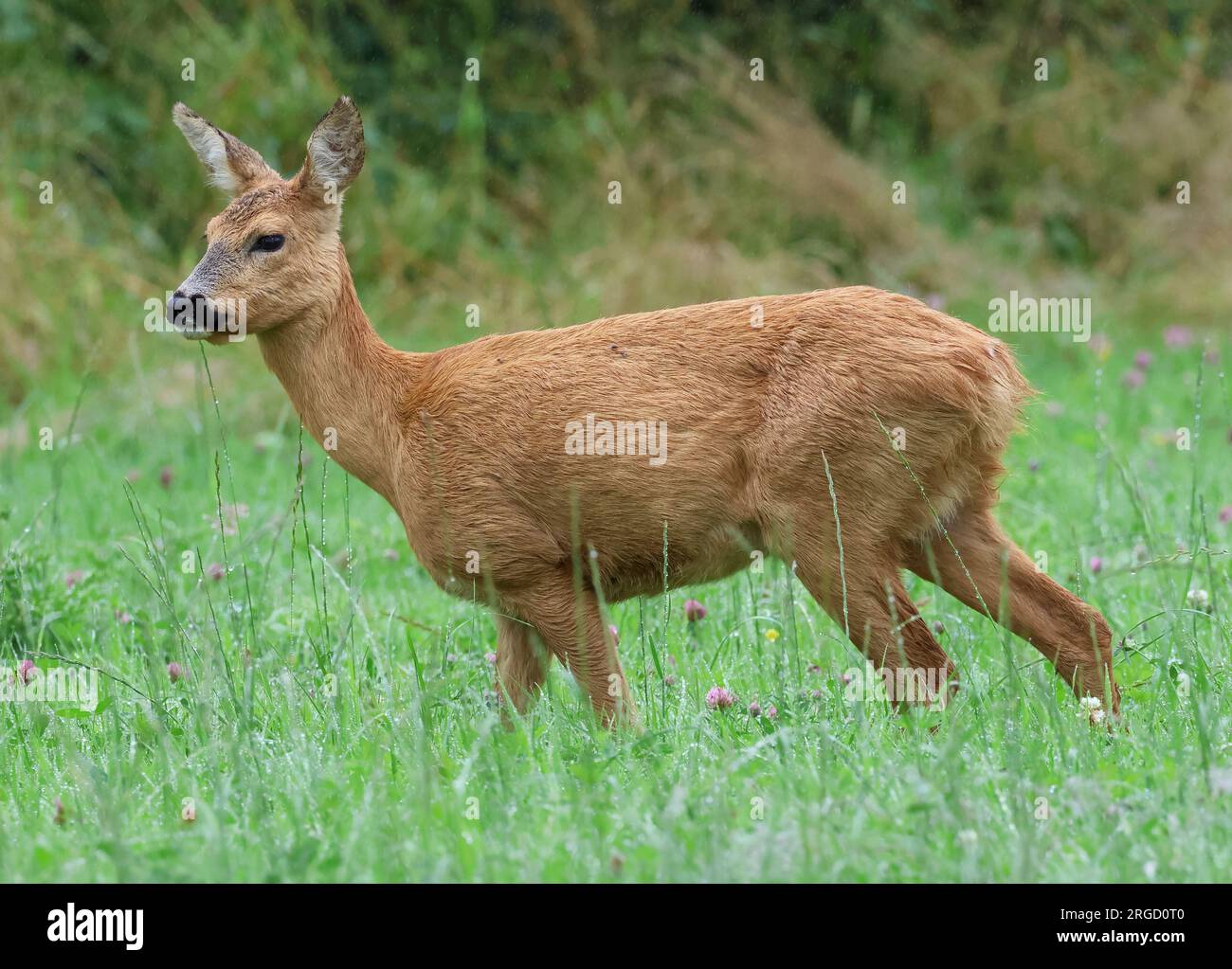 A Roe Deer doe (Capreolus capreolus) in the Cotswold Hills ...
