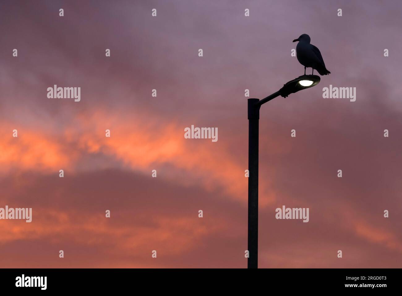 Seaside seagull poster hi-res stock photography and images - Alamy