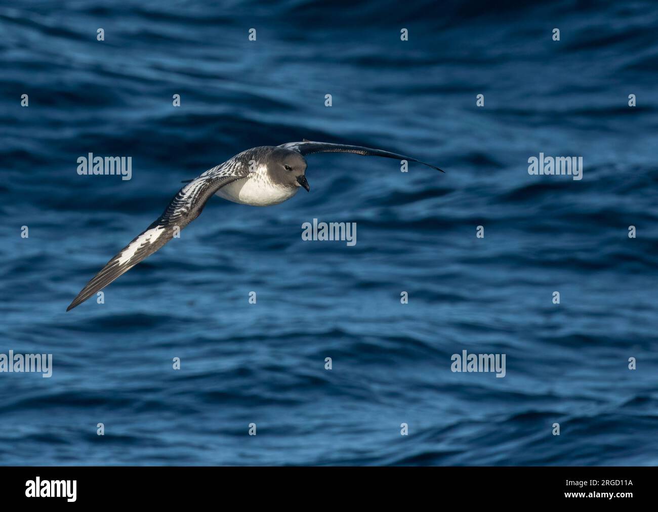 Pintado petrel hi-res stock photography and images - Alamy