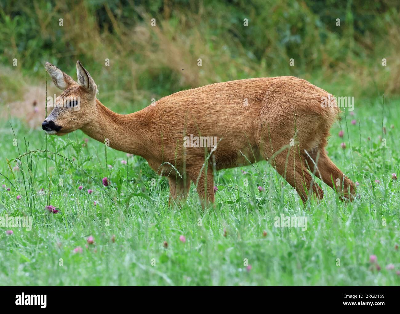 A Roe Deer doe (Capreolus capreolus) in the Cotswold Hills ...