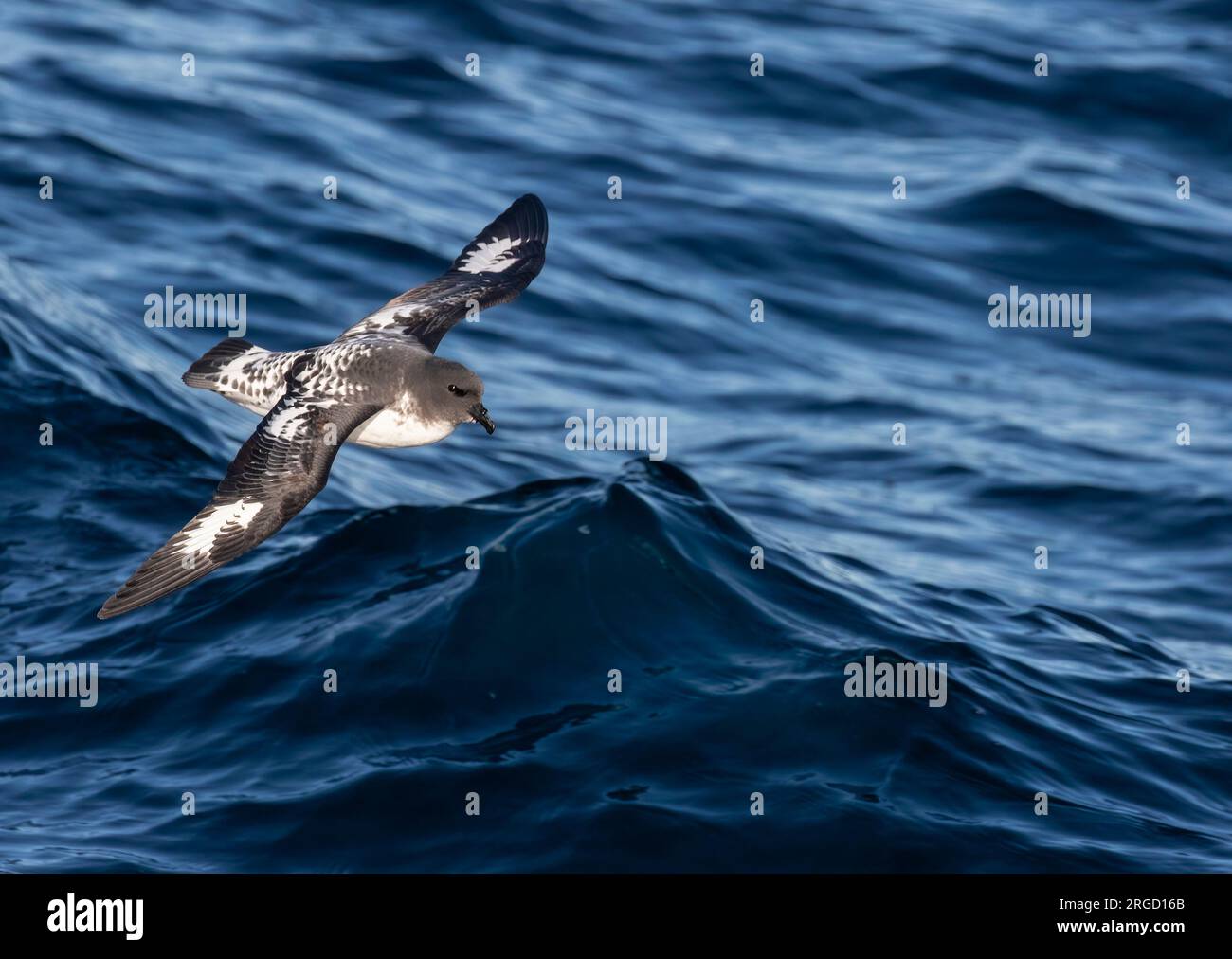 Petrel pintado hi-res stock photography and images - Alamy