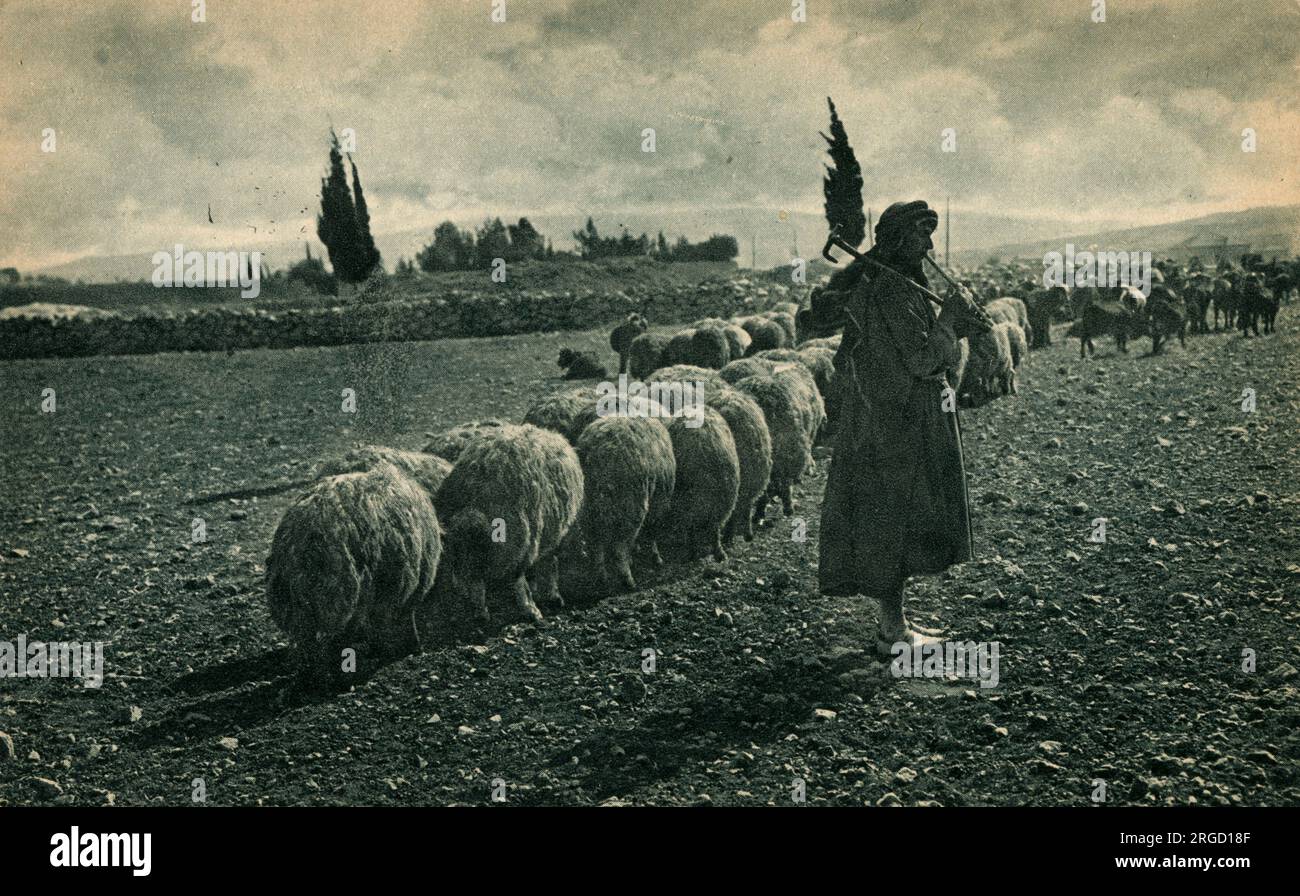 A Palestinian Shepherd calling his sheep Stock Photo - Alamy