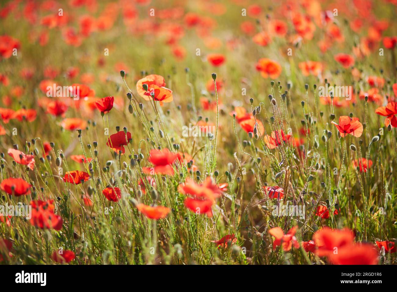Beautiful field of red blooming poppies. Wildflower meadow on a summer ...