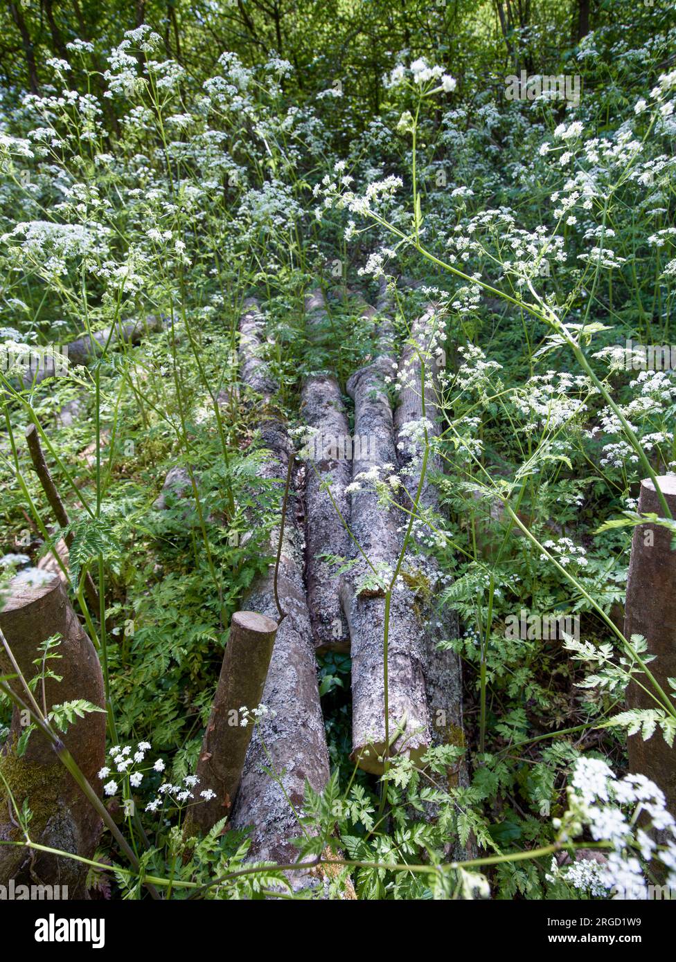 Natural semi close up environmental plant portrait showing intimate ...