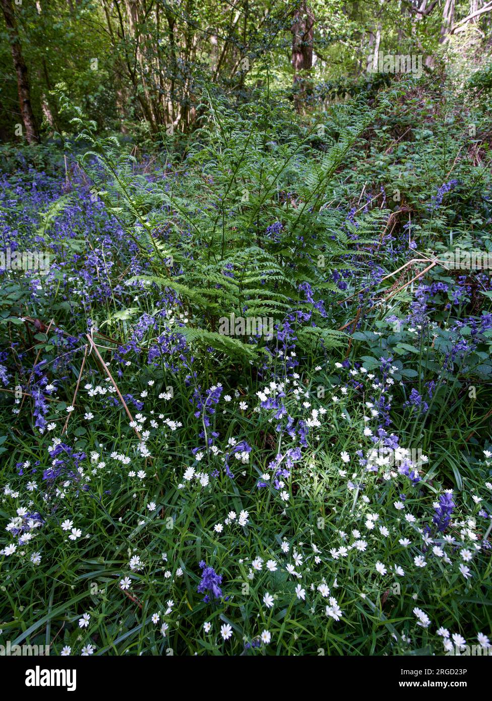 Natural semi close up environmental plant portrait showing intimate ...