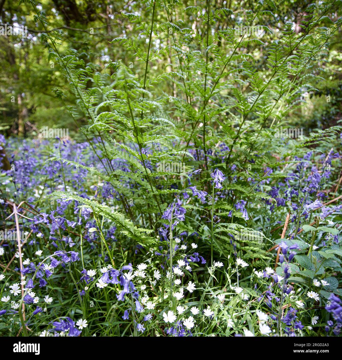 Bluebells and ferns featuring in an intimate landscape. Natural close ...