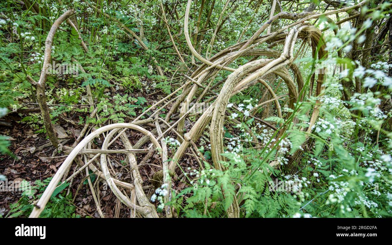 Natural environmental chaos and patterns. Intimate landscape of twisted ...