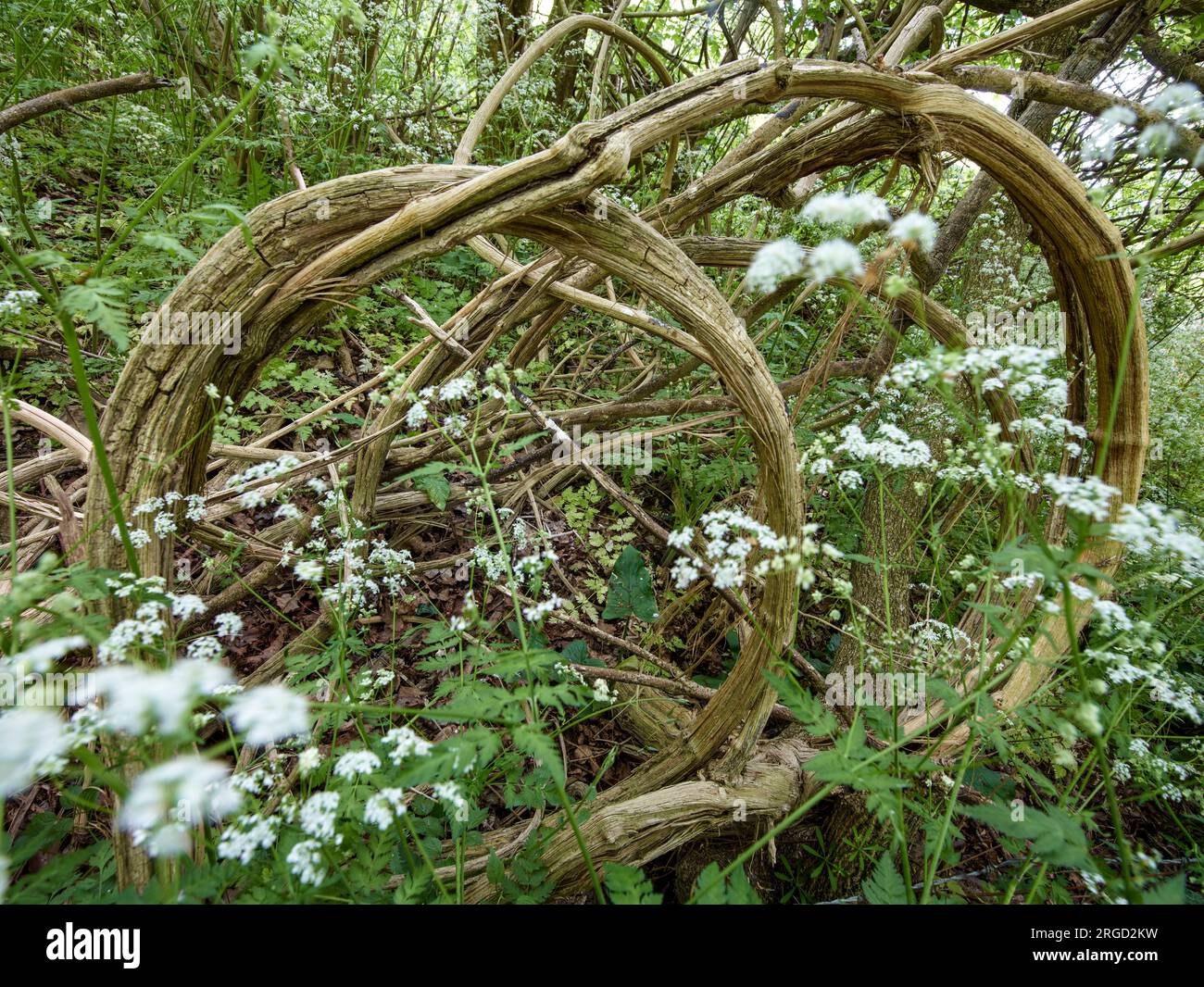 Natural environmental chaos and patterns. Intimate landscape of twisted ...