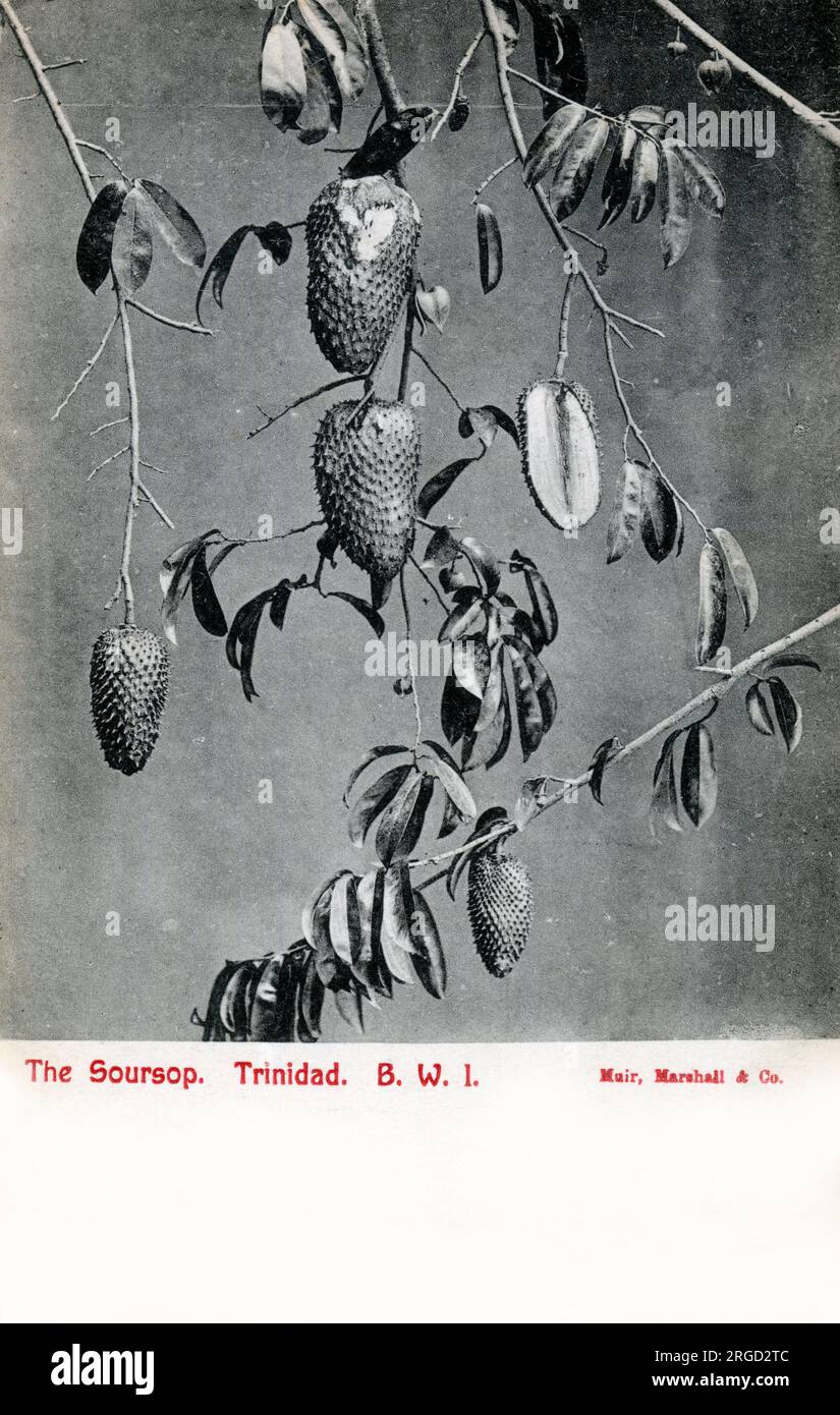The Soursop fruit (graviola, guyabano or guanabana) of Annona muricata ...