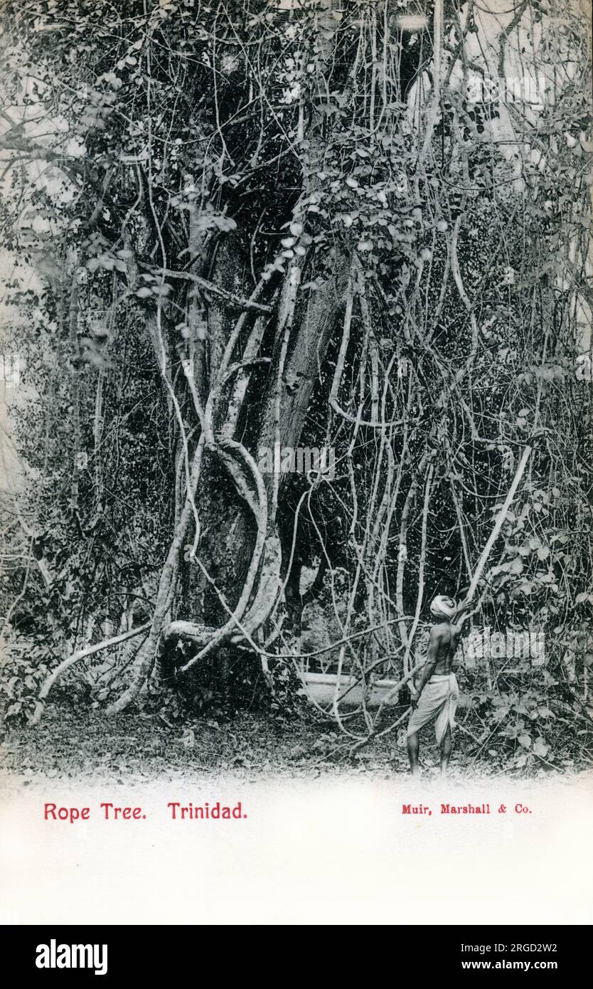 Rope Tree (Rope Vine or Cable Creeper - Anodendron paniculatum ...