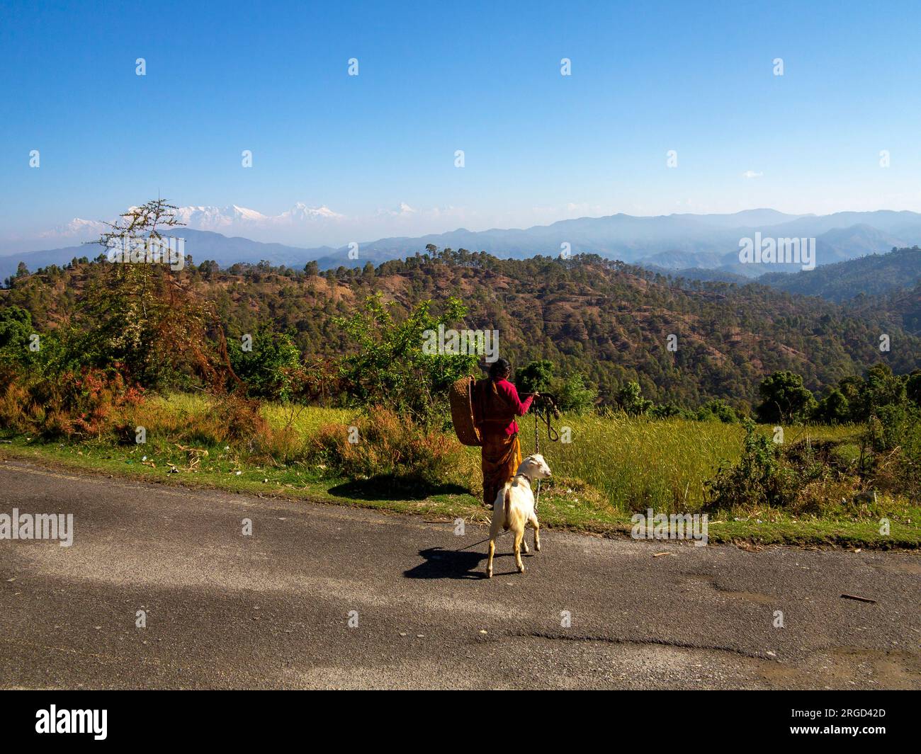 Woman and his goat with the Himalayas in the distance, as seen from ...