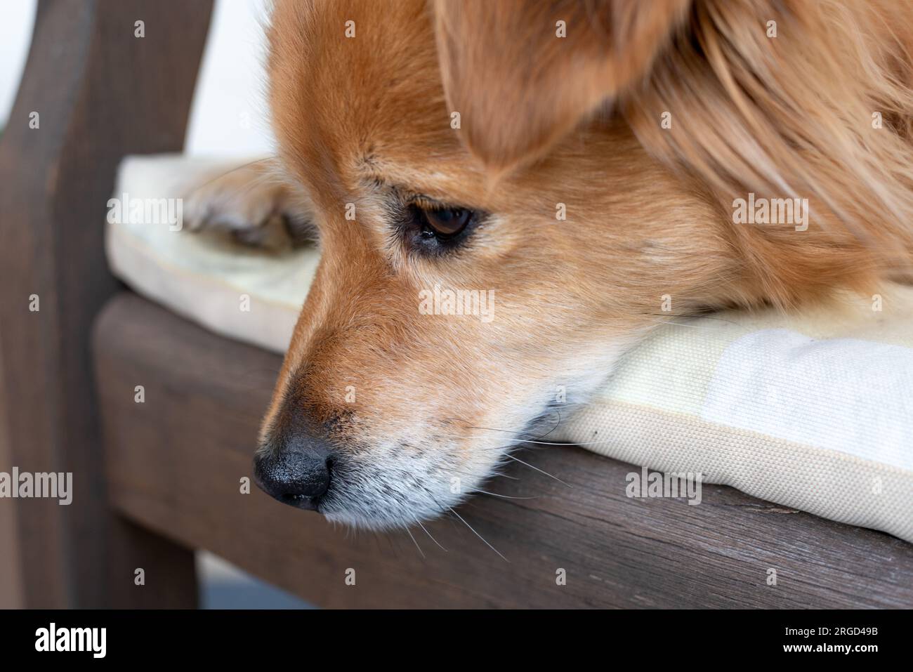 Portrait of brown color mix breed dog. dog is lying on a bench Stock ...