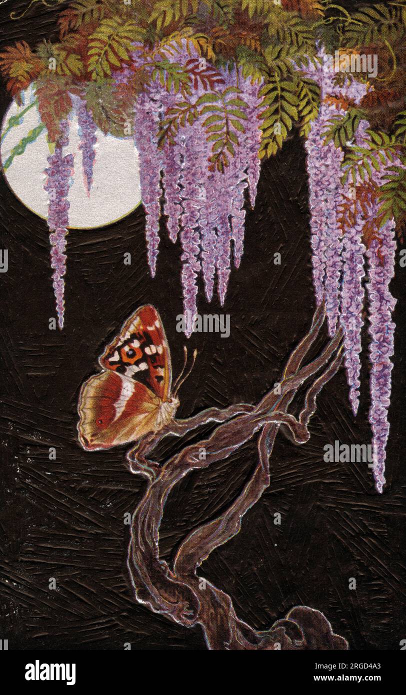 A moonlight butterfly on Wisteria Stock Photo - Alamy