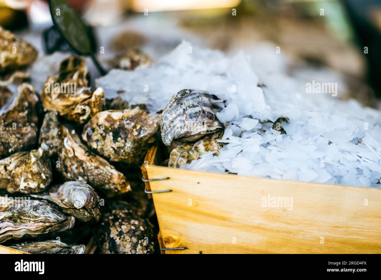 Fresh oyster in shell hi-res stock photography and images - Alamy