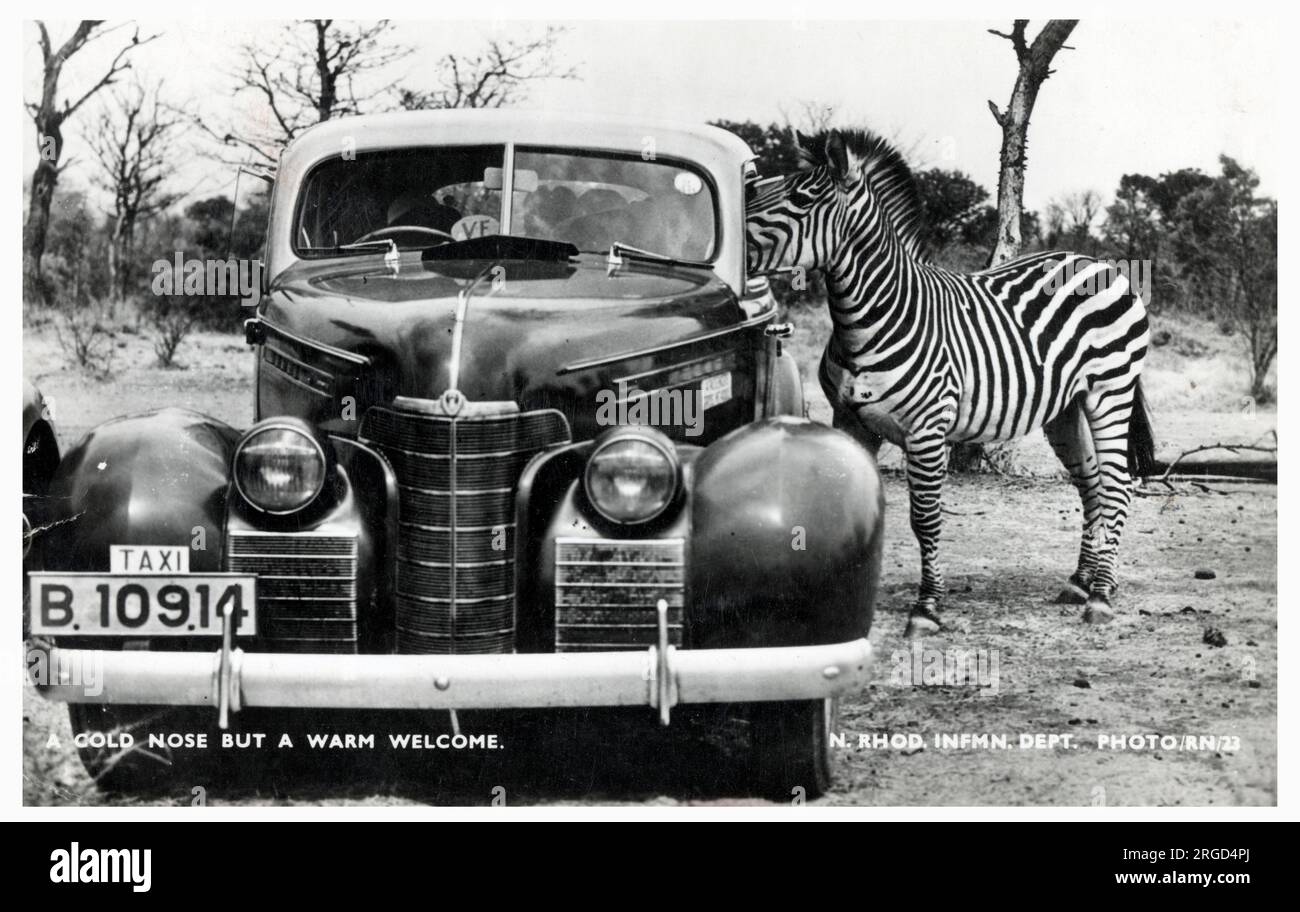 A Cold Nose, but a Warm Welcome - A greeting through a taxi window from ...