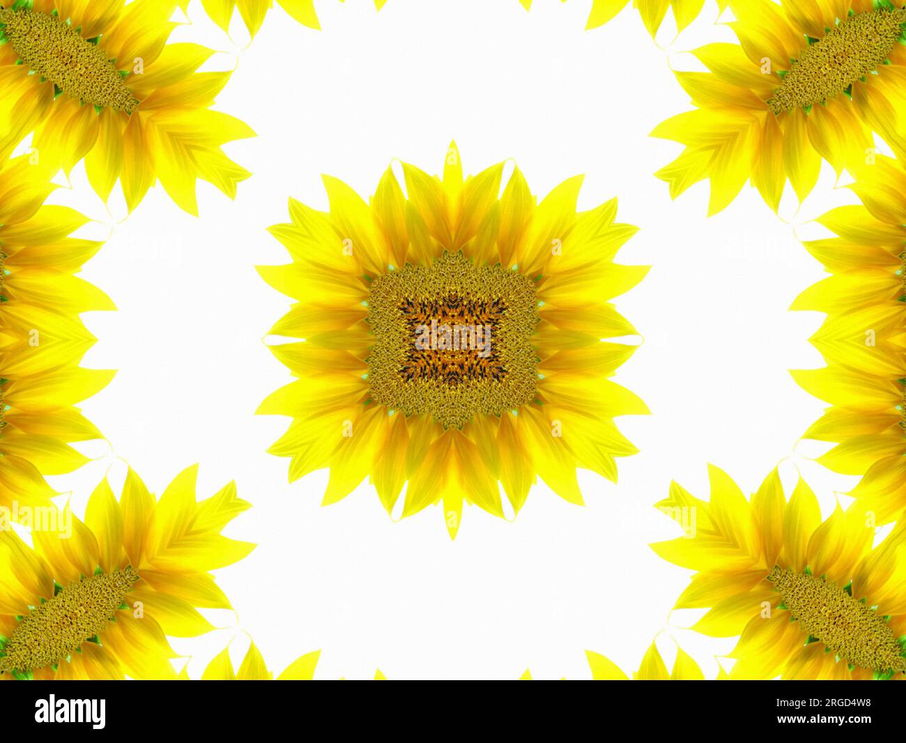 Abstract pattern of sunflower on white Stock Photo - Alamy