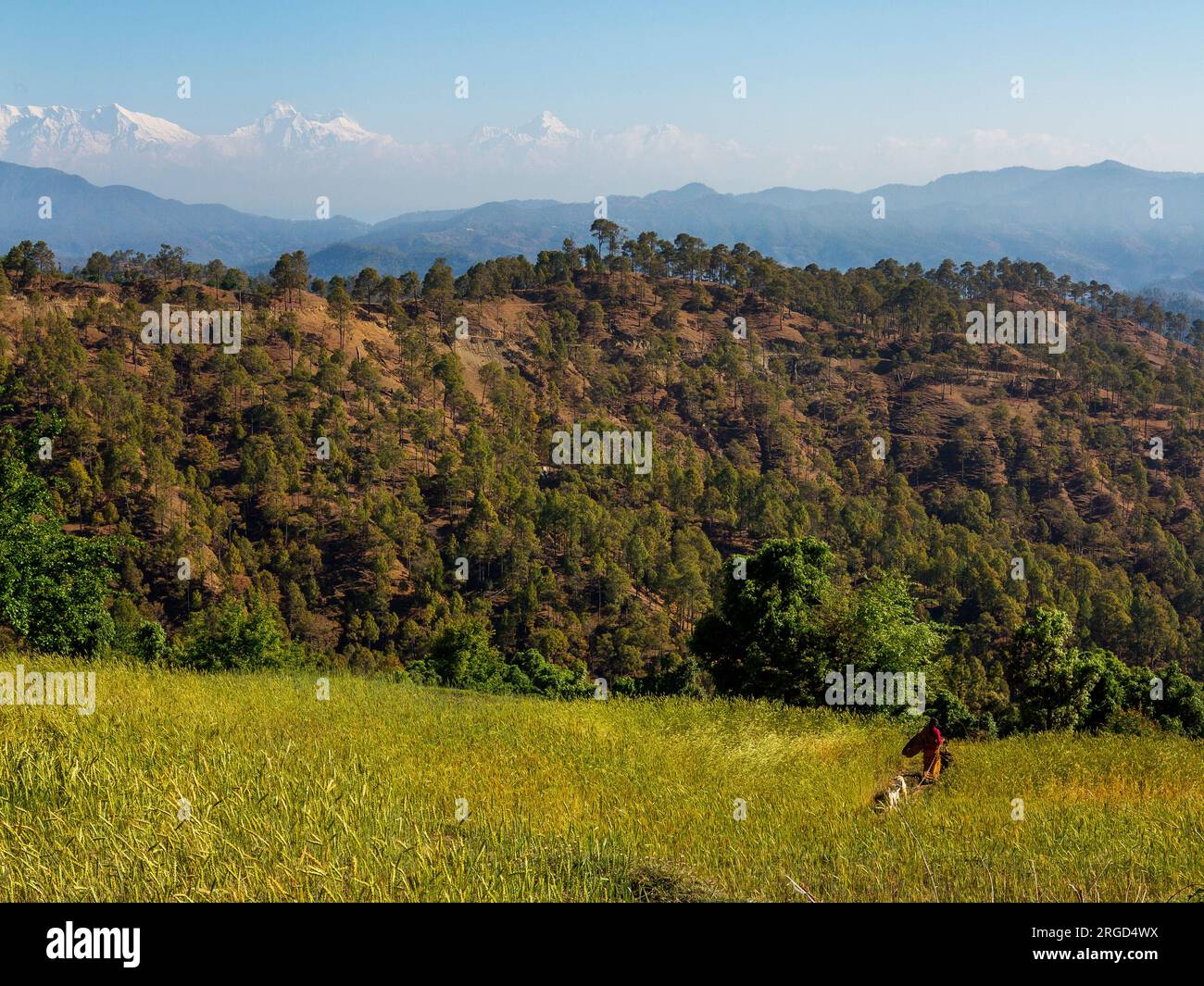 Woman and his goat with the Himalayas in the distance, as seen from ...