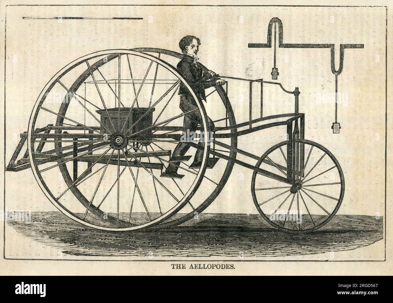 The Aellopodes Velocipede Stock Photo - Alamy