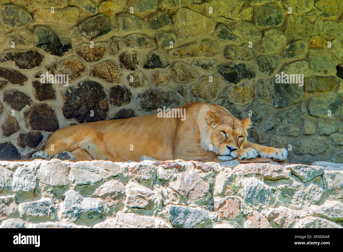 LIONESS SLEEPING IN SUN ON ROCK. A lioness Panthera leo lies and rests ...