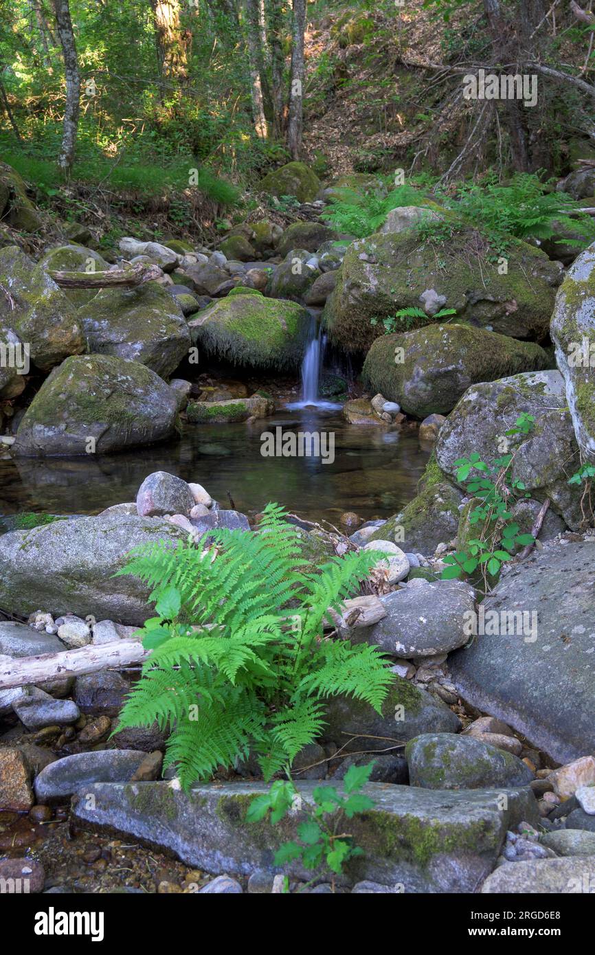 Transparent mountain river spring with fern vegetation and little water ...