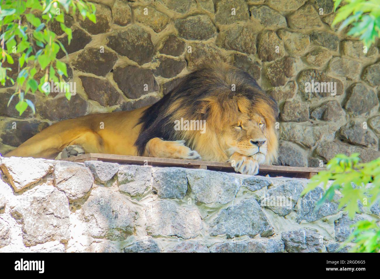 The Lion sleeps peacefully on some rocks. The lion sleeps on the rocks ...