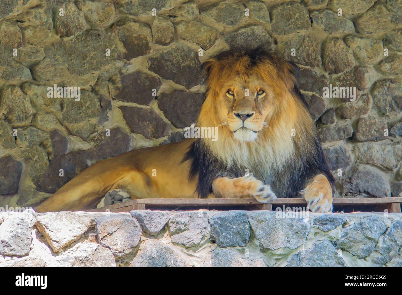 Beautiful Mighty Lion. A beautiful lion with big mane lies on the rocks ...