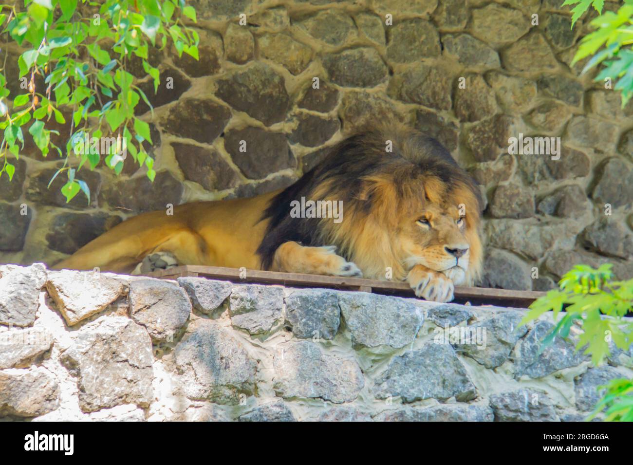 The Lion sleeps peacefully on some rocks. The lion sleeps on the rocks ...
