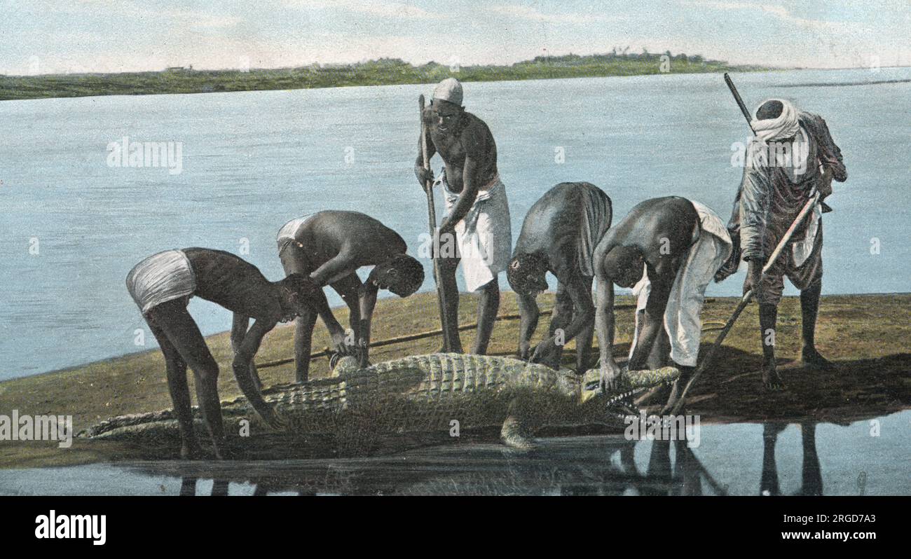 Crocodile Hunt on the River Nile, Sudan Stock Photo - Alamy