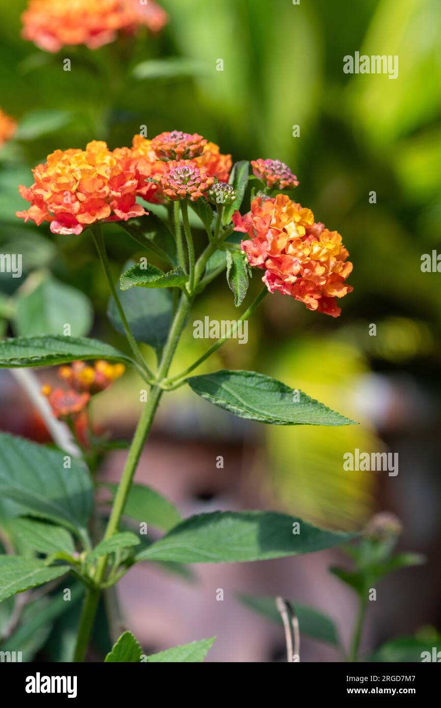Close up of common lantana (lantana camara) flowers in bloom Stock ...