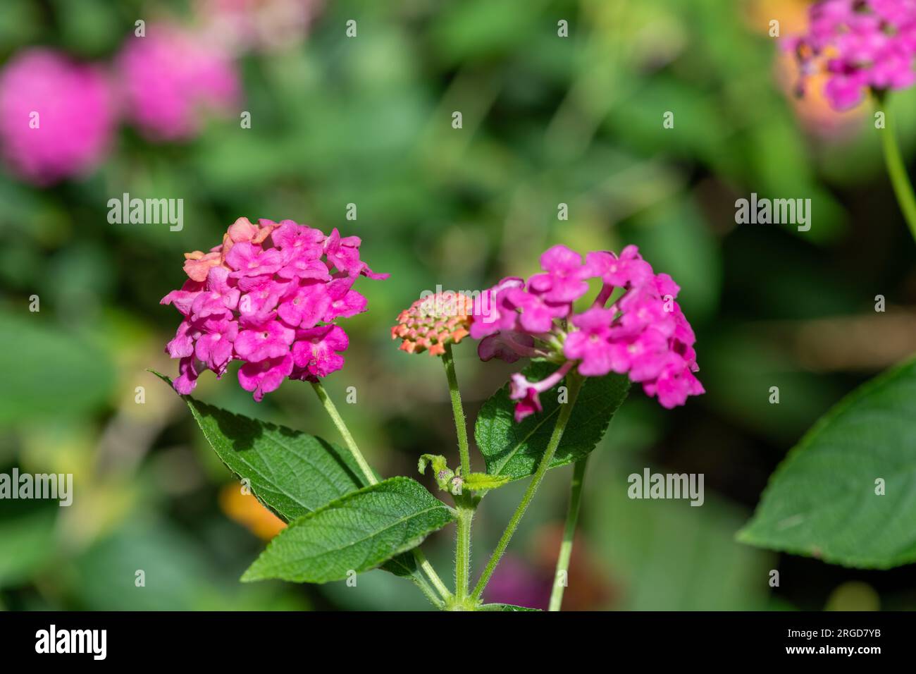 Close up of common lantana (lantana camara) flowers in bloom Stock ...