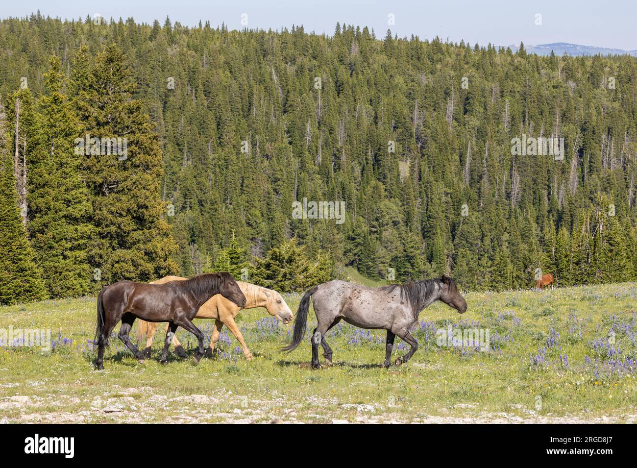 Wild Horses in Summer in the Pryror Mountains Wild Horse Range Stock ...