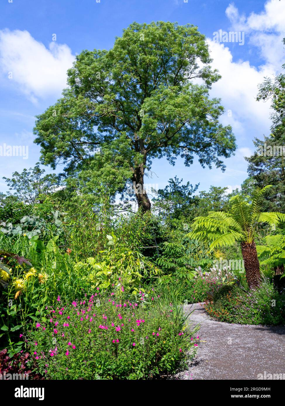 Garden path with flowers and a tall tree with a blue sky Stock Photo ...