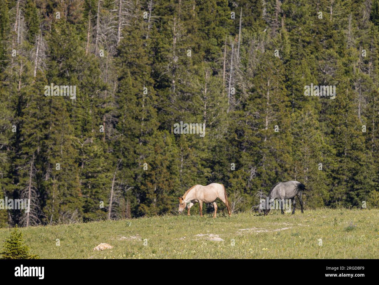 Wild Horses in Summer in the Pryror Mountains Wild Horse Range Stock ...