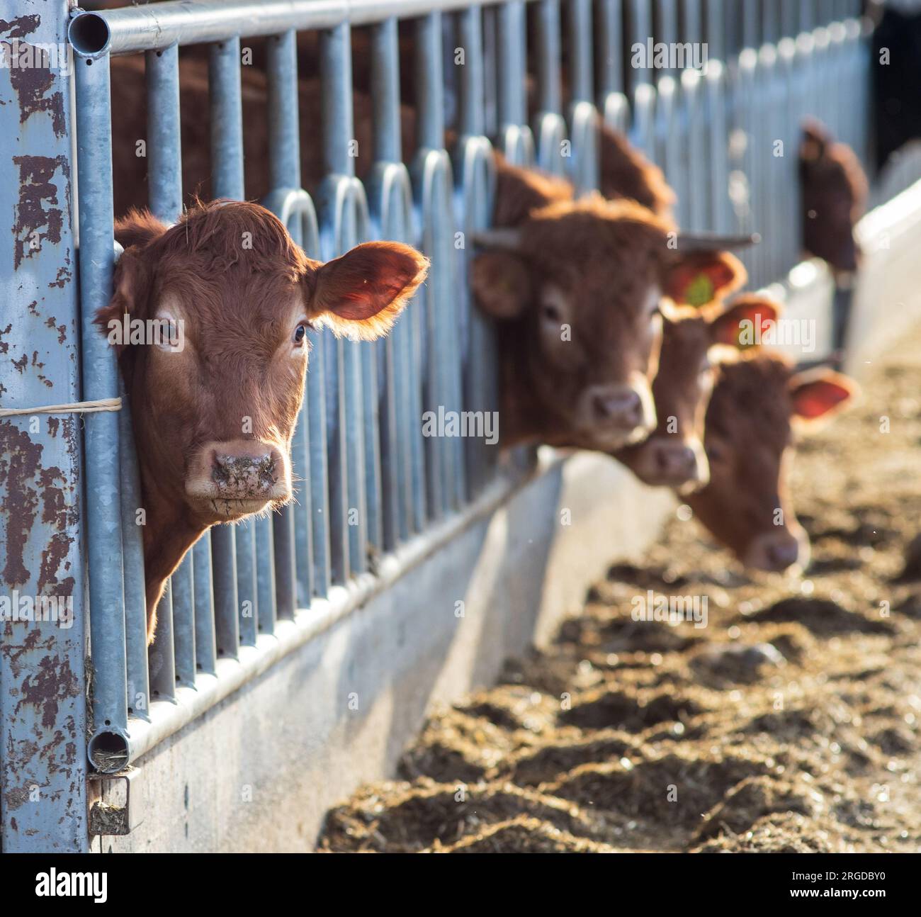 Portrait of red angus cattle alf on ranch, standing behind bars Stock ...