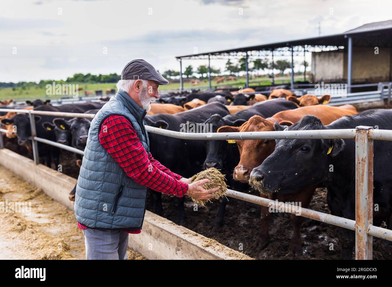 Mature farmer feeding black angus cattle on ranch Stock Photo - Alamy