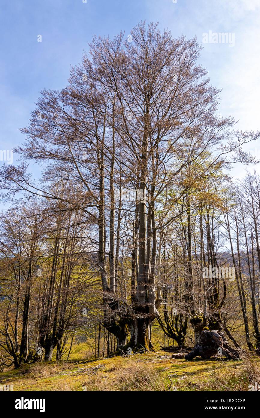 Exploring breathtaking landscapes hi-res stock photography and images ...