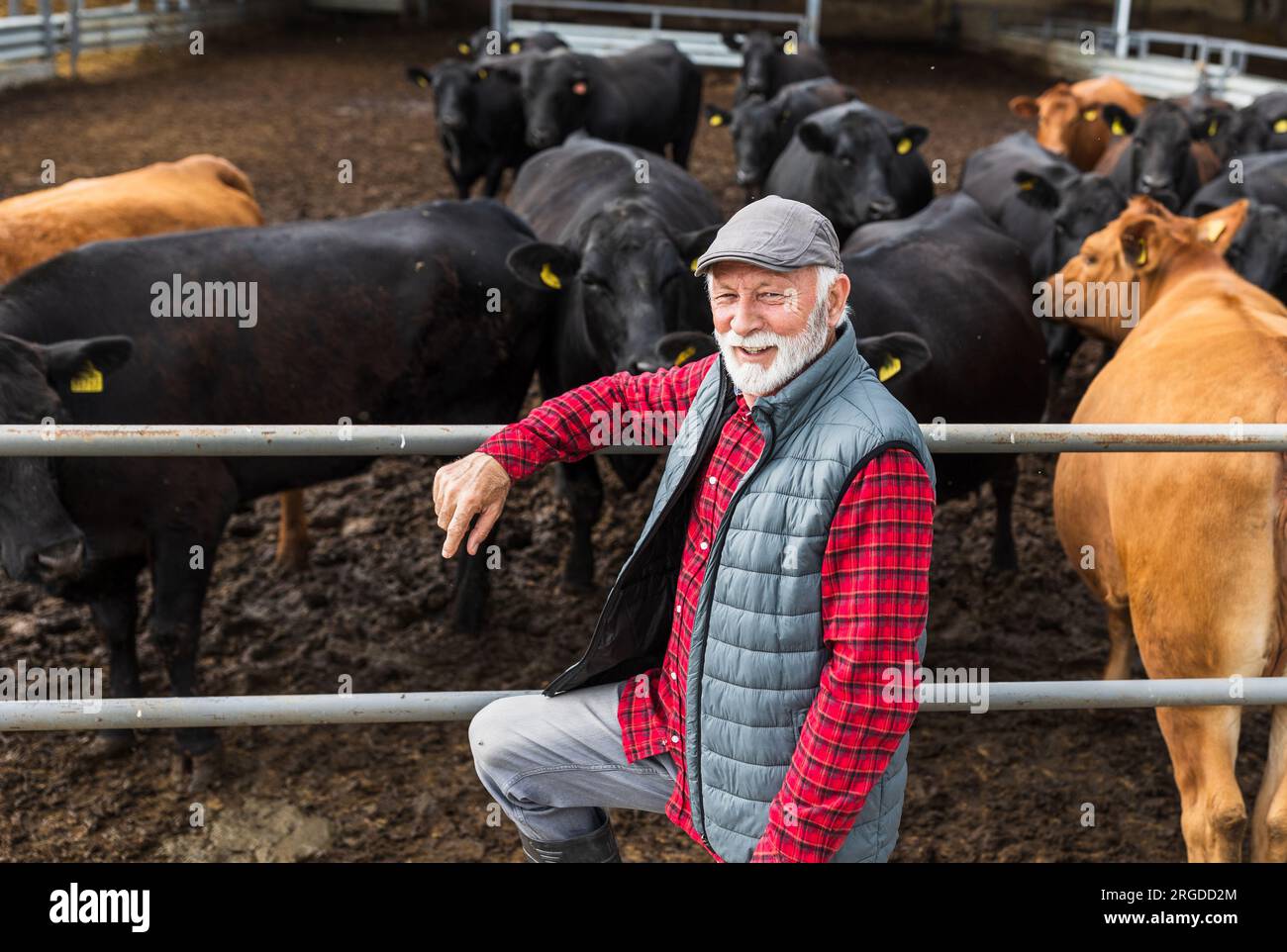 Mature farmer leaning on fence and watching cows on ranch Stock Photo ...