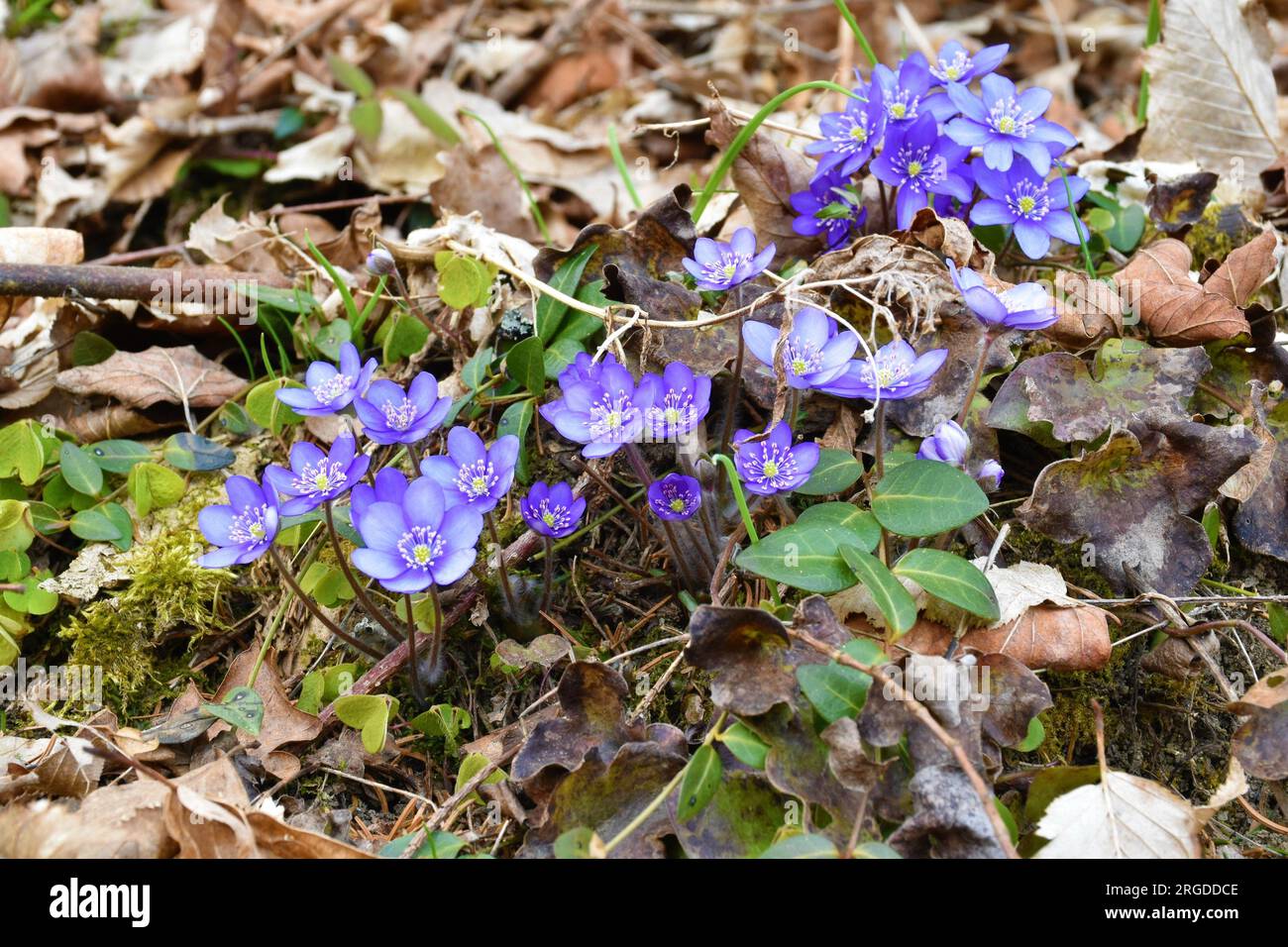 Purple common hepatica, liverwort (Anemone hepatica) flowers Stock ...