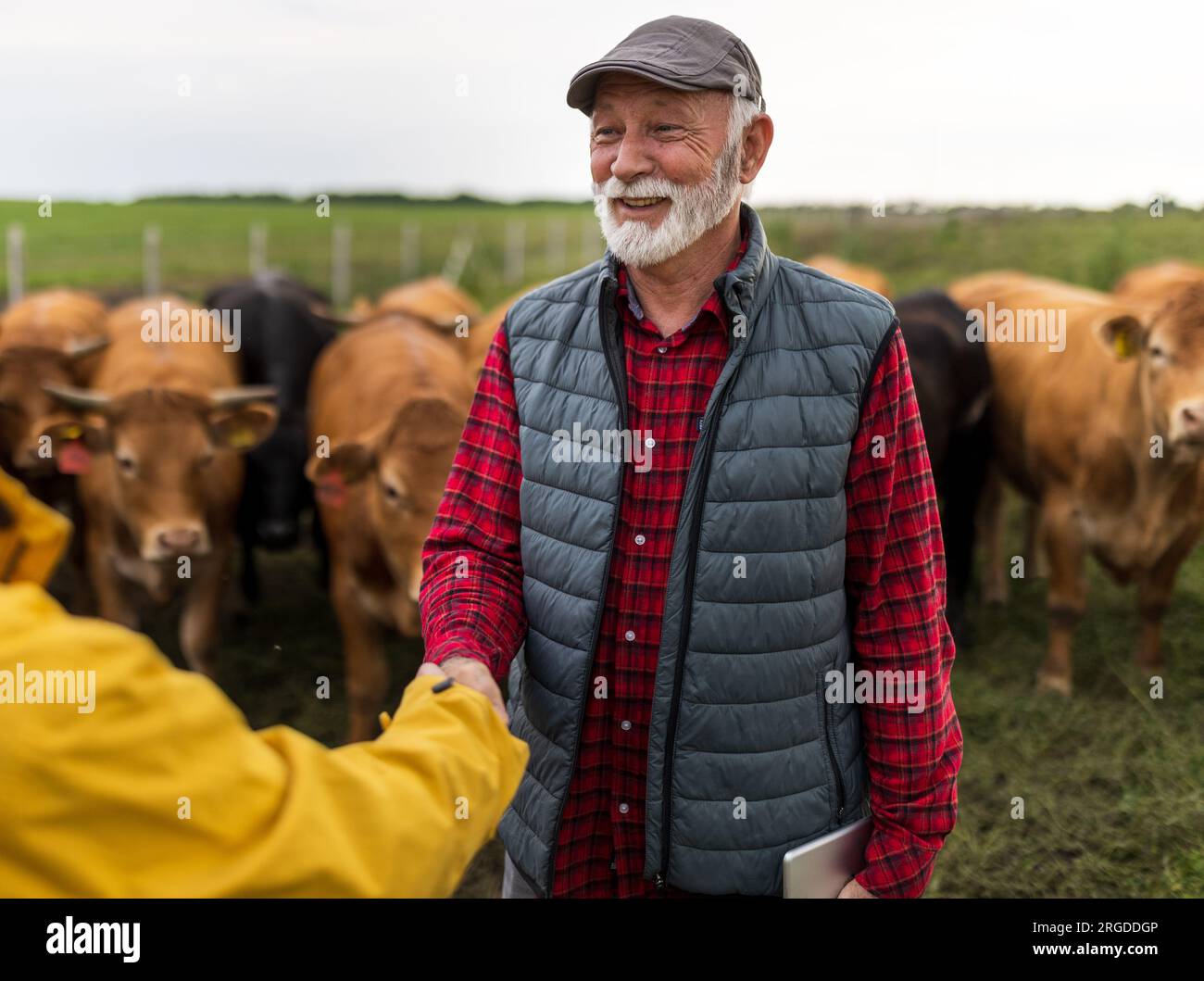 Two farmers shaking hands on cattle ranch, in front of cows on meadow ...