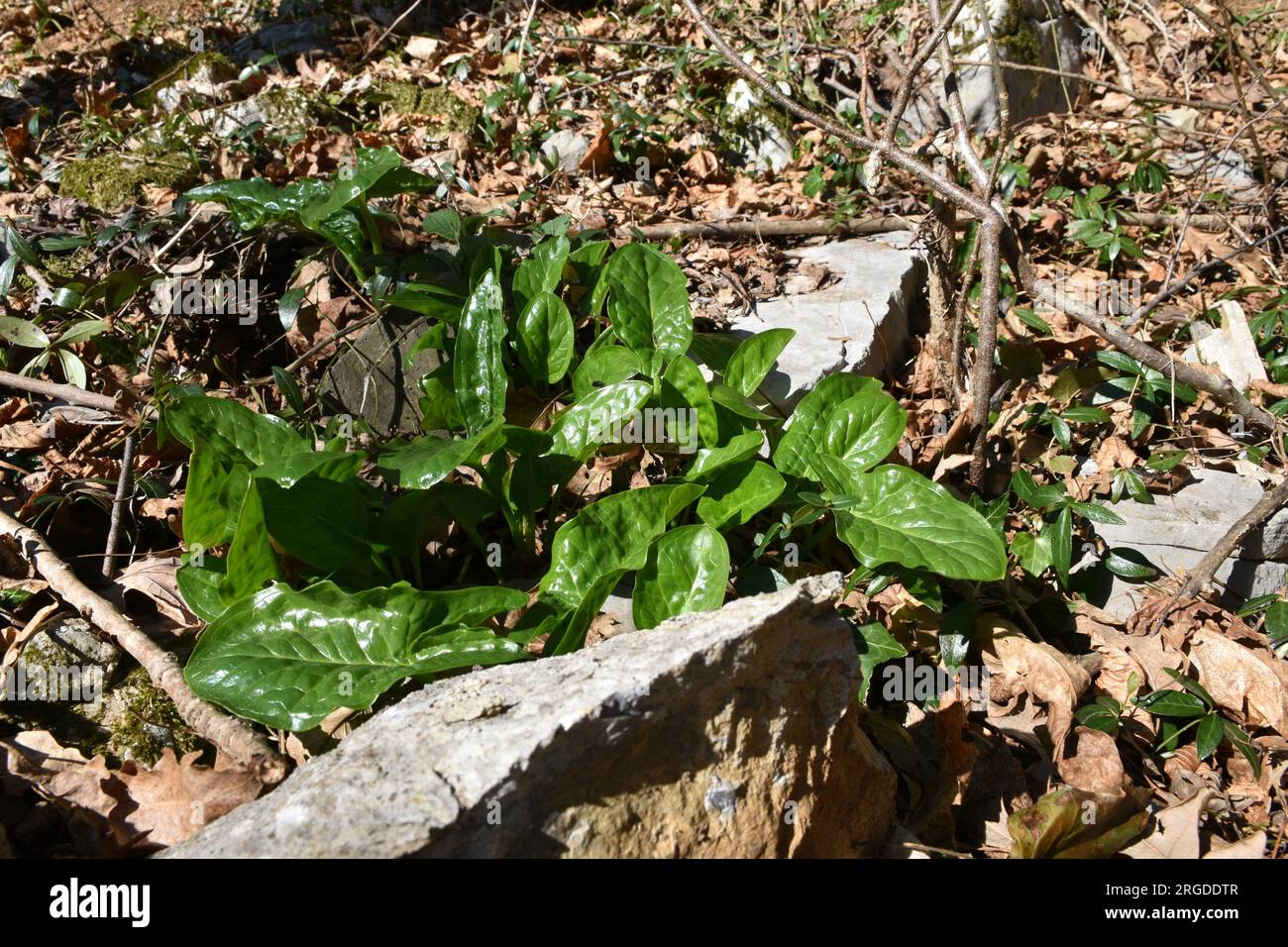Adder's meat (Arum maculatum) green plant Stock Photo - Alamy
