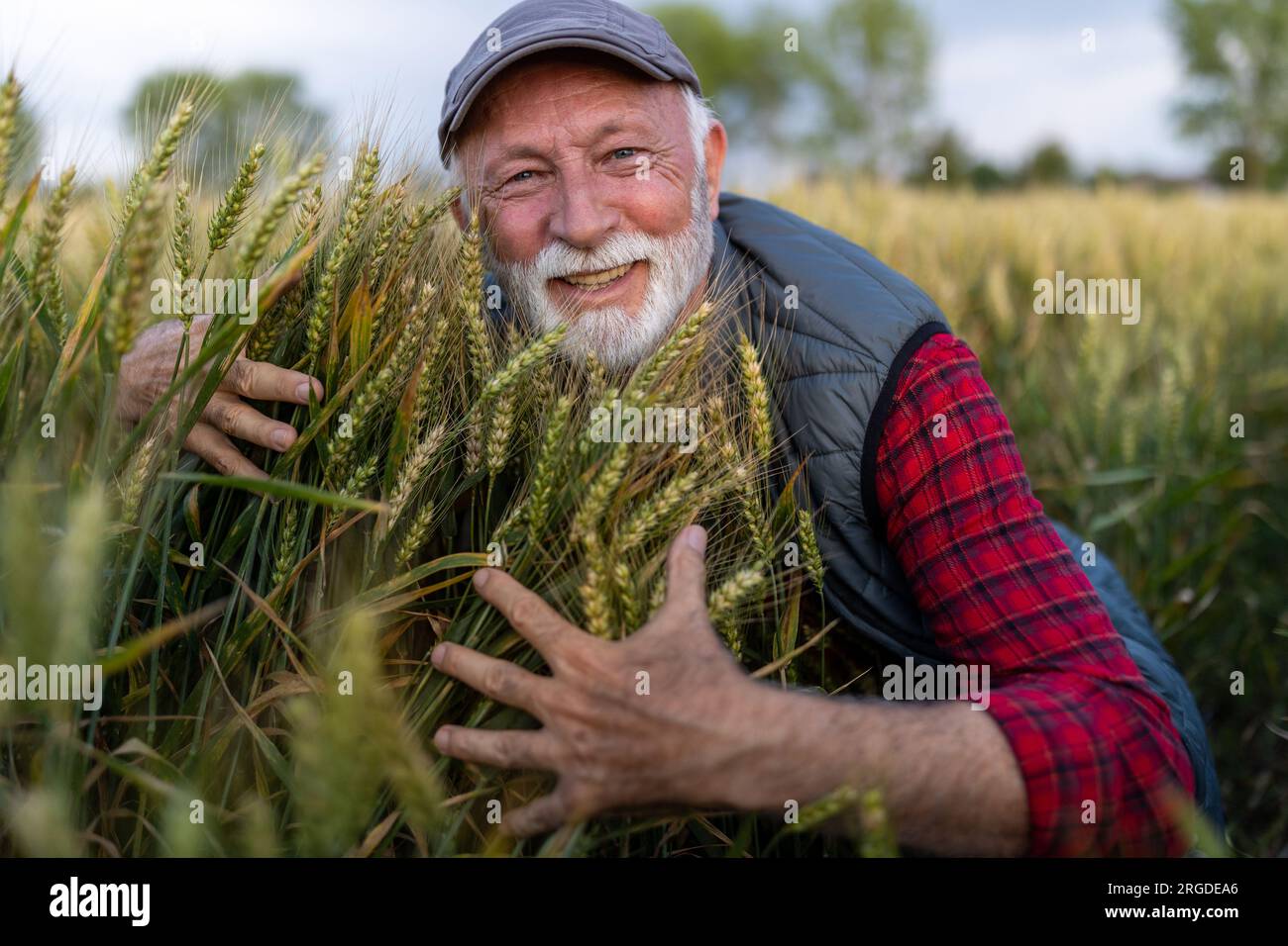 Portrait of senior farmer crouching in golden wheat field and hugging ...