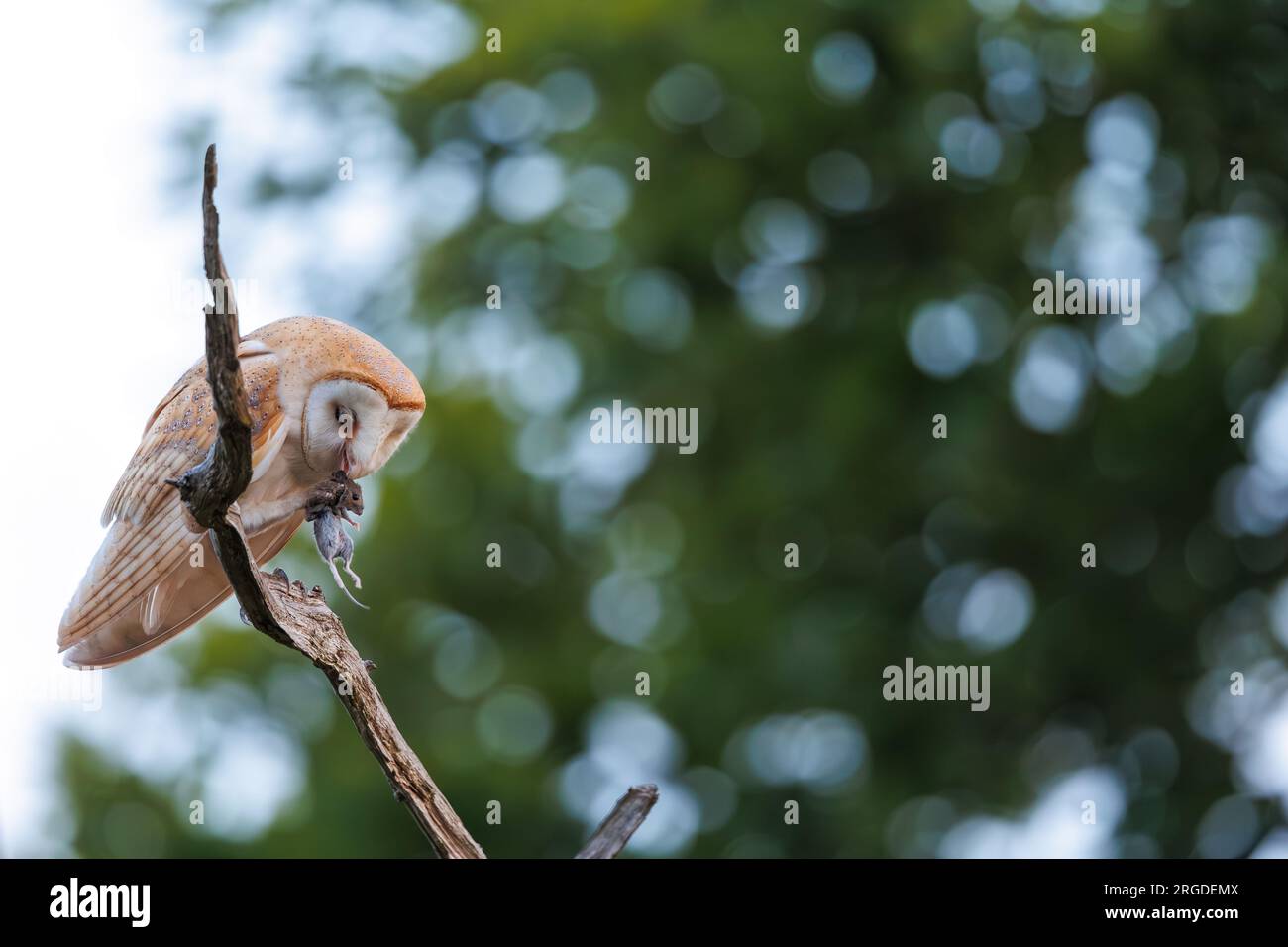 Barn owl hunting mouse hi-res stock photography and images - Alamy