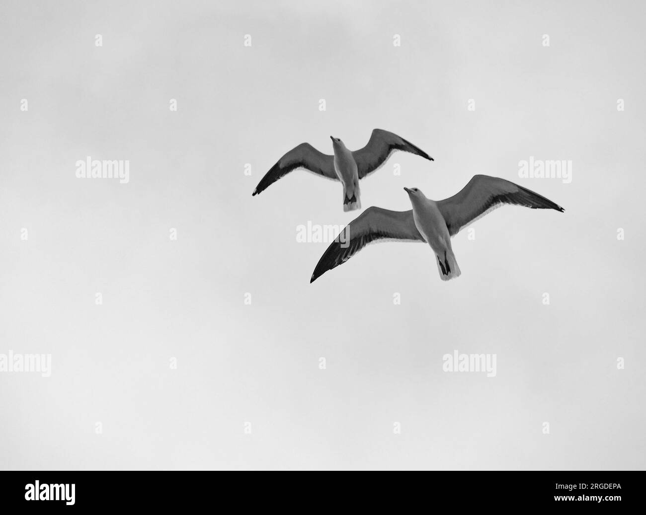 Seabird view Black and White Stock Photos & Images - Alamy