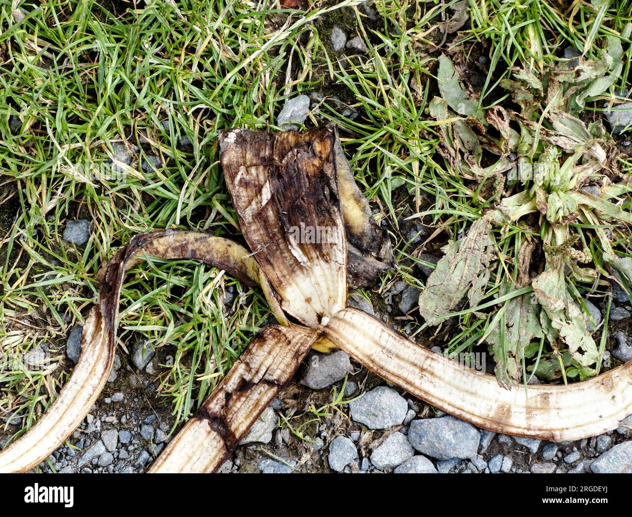 A rotting banana skin Stock Photo - Alamy